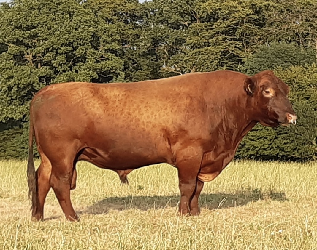 Gestüt Westerau - Angusrinder