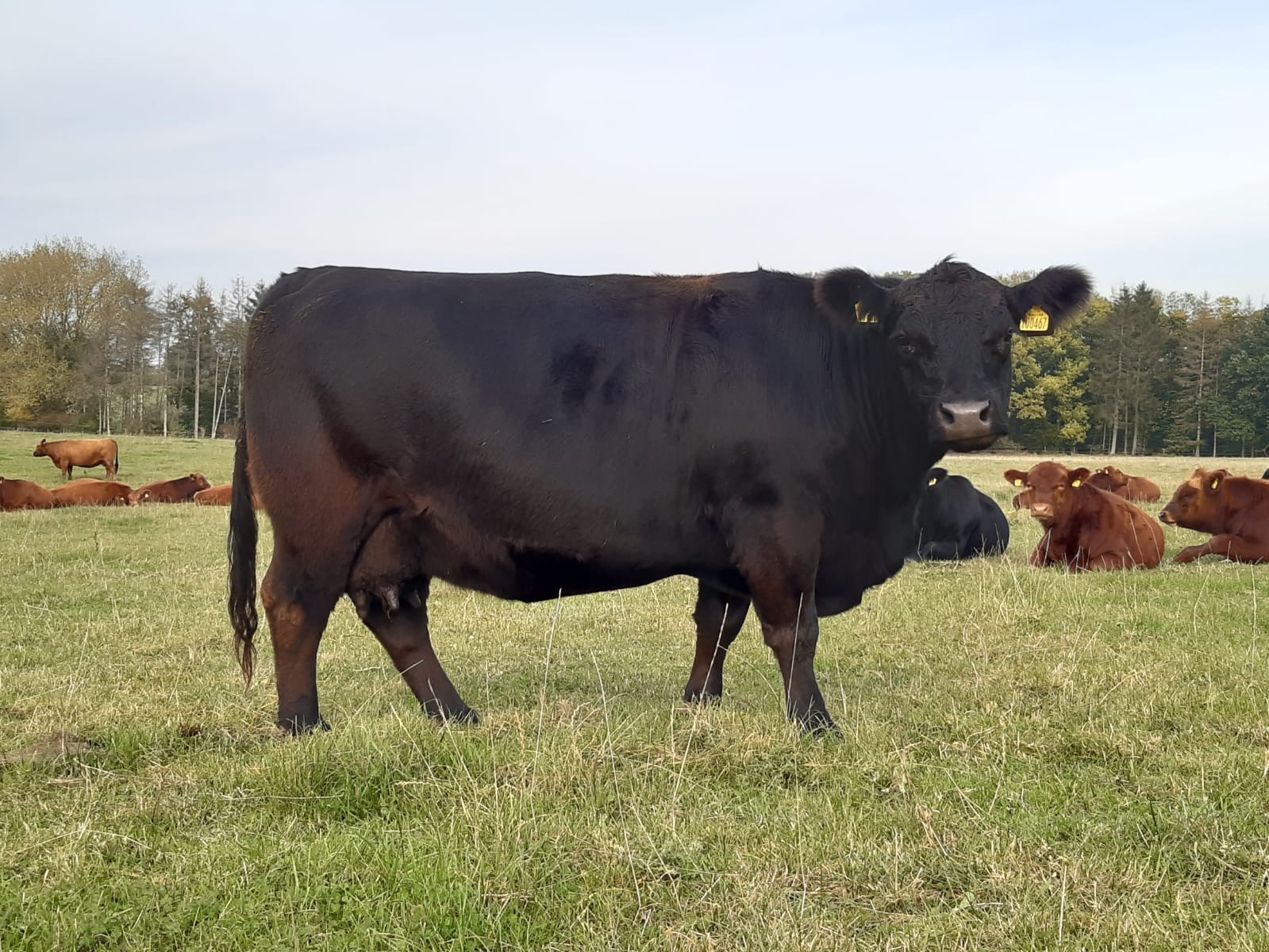 Gestüt Westerau - Angusrinder
