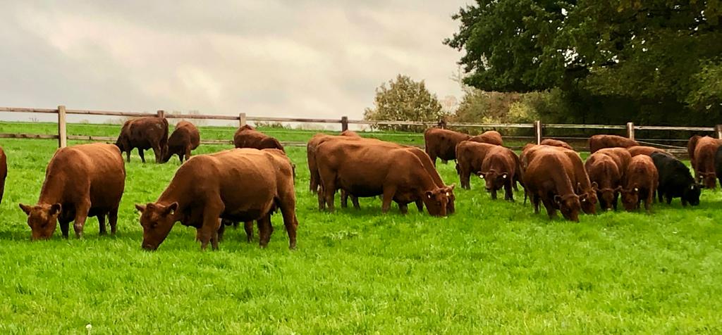 Gestüt Westerau - Angusrinder
